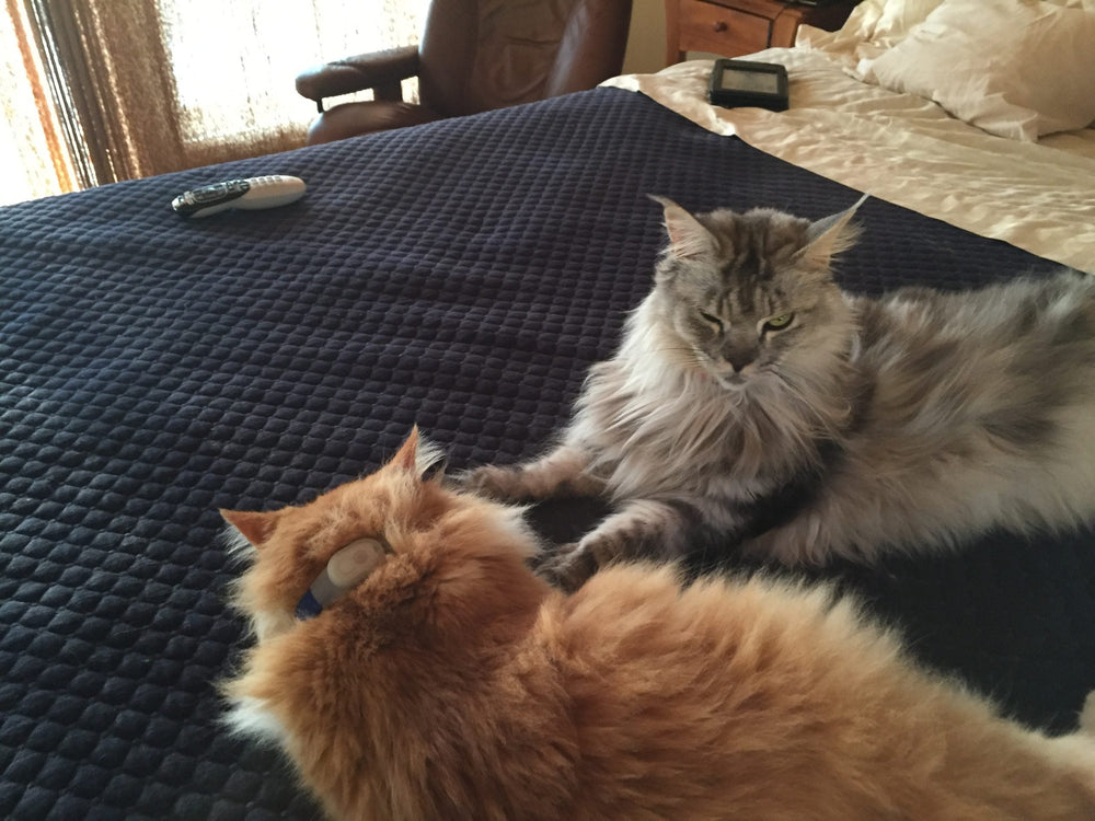 How it works – Tabcat Tracker