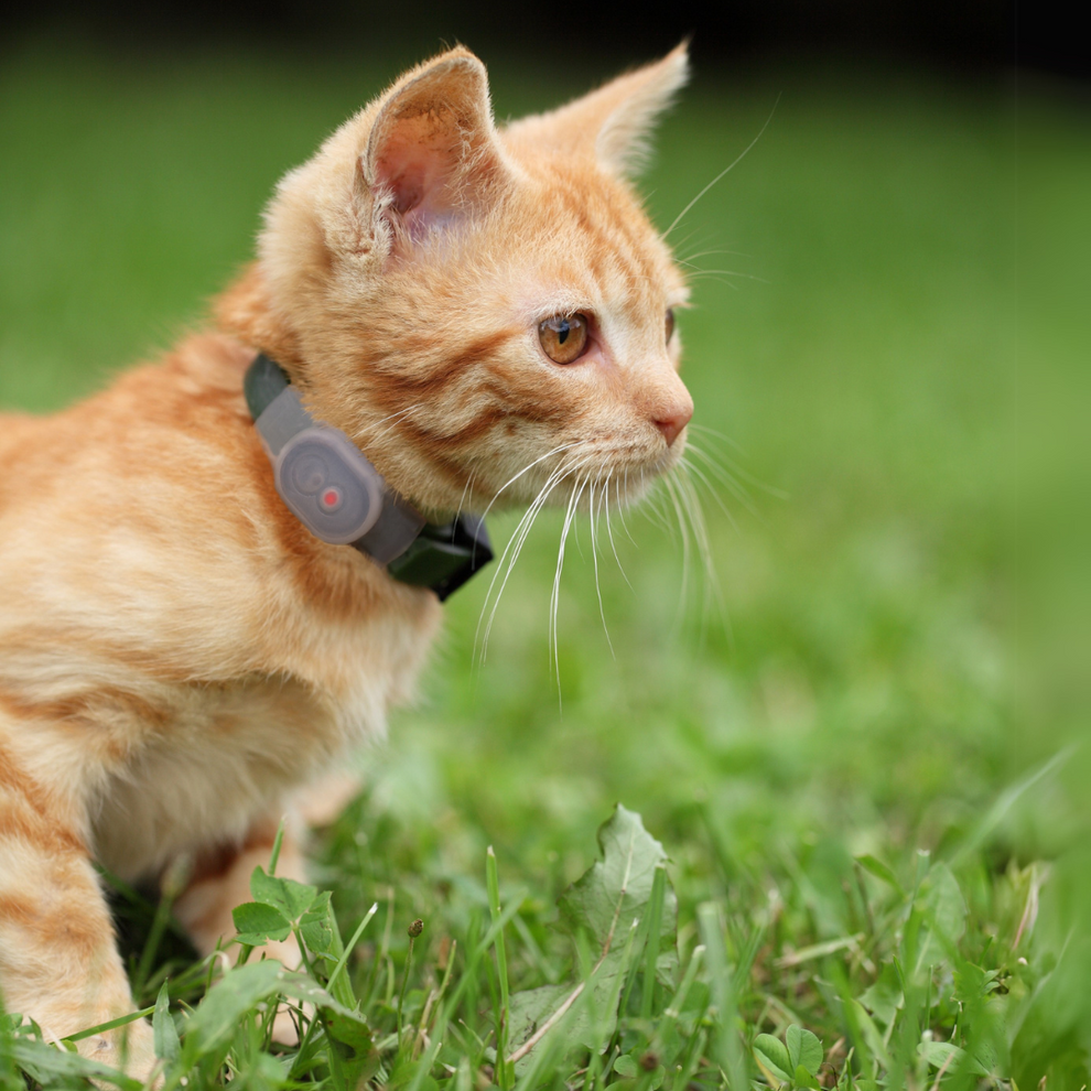 Homing Tags & Cases Bundle – Tabcat Tracker UK