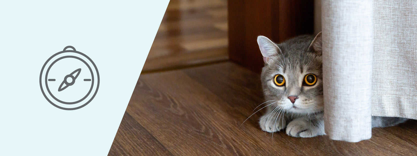 Tabcat Cat Tracker Features - Better than GPS Cat Trackers – Tabcat US